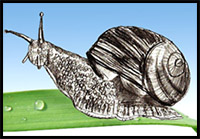 How to Draw Snails : Drawing Tutorials & Drawing & How to Draw Snails ...