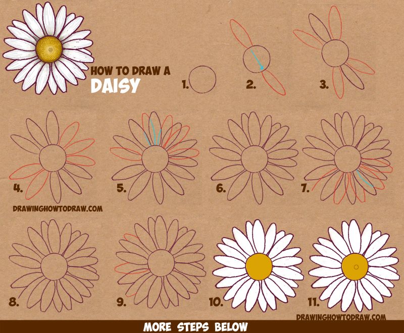 How to Draw a Daisy Flower (Daisies) in Easy Step by Step Drawing ...