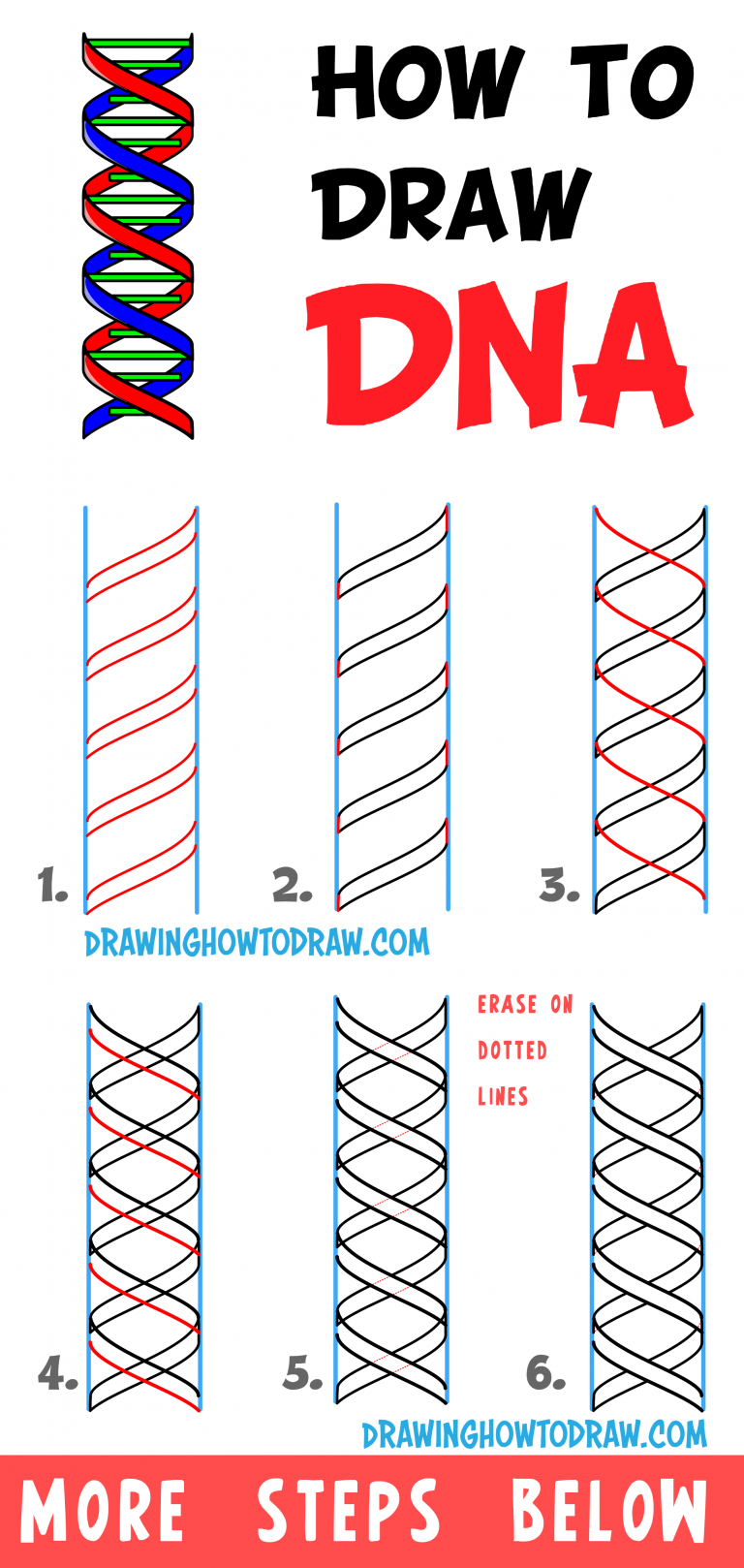 How to Draw DNA Double Helix Structure – Easy Step by Step Drawing ...